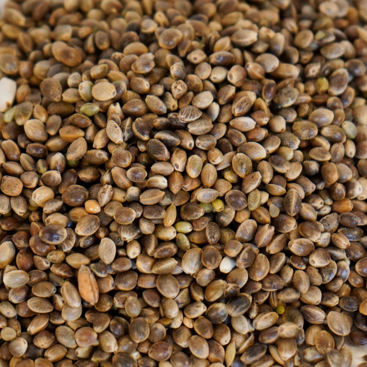 Schröder Premium Hanf (Saat/Samen) 1 kg, 13,90